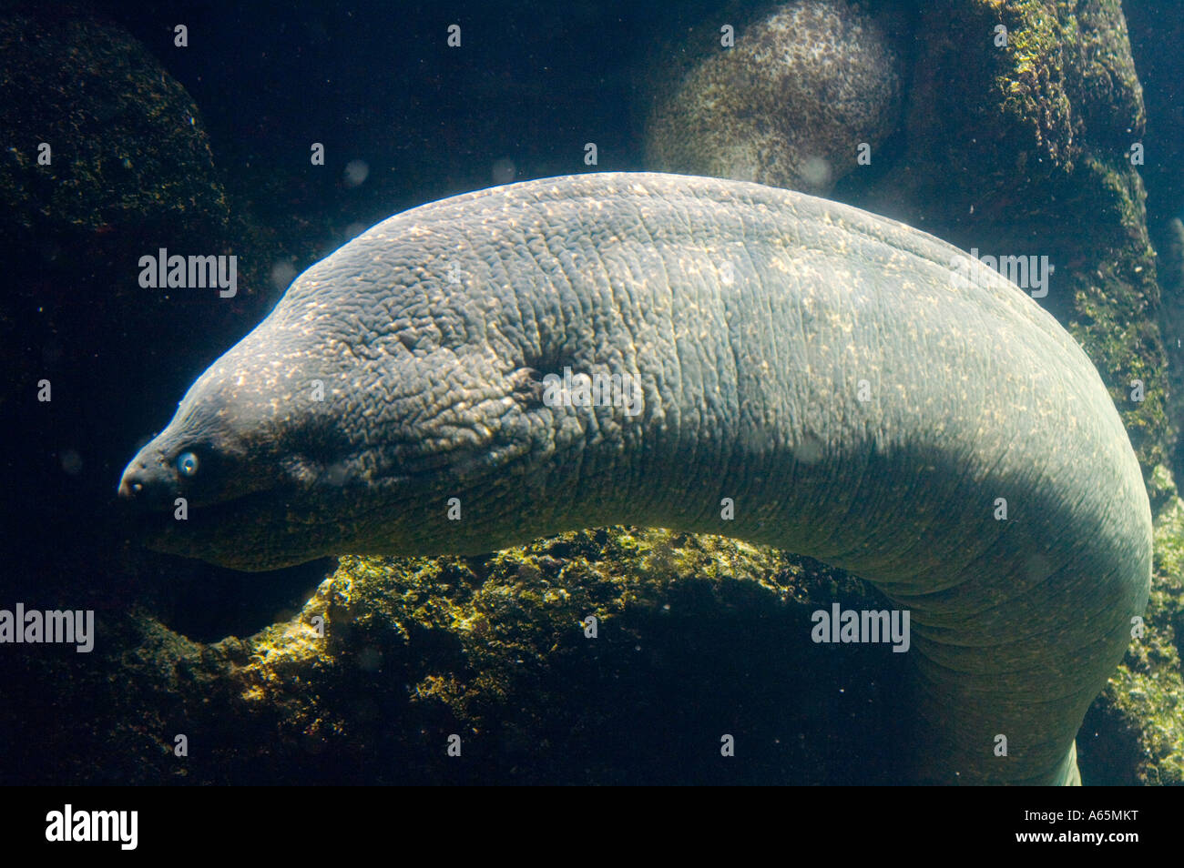 Moray Eel in the Forbidden Reef pool at Sea World near San Diego ...