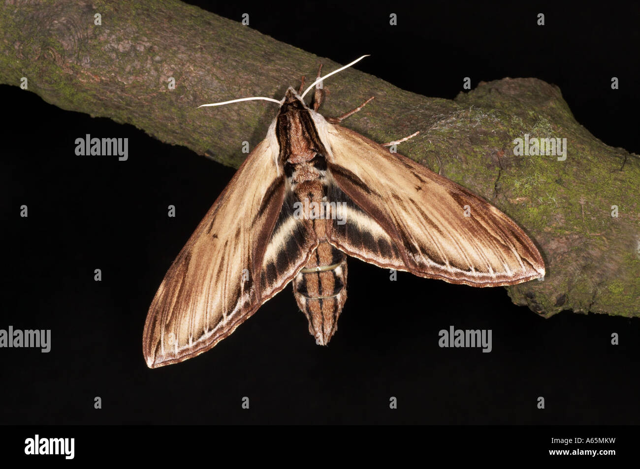 Laurel sphinx moth hi-res stock photography and images - Alamy