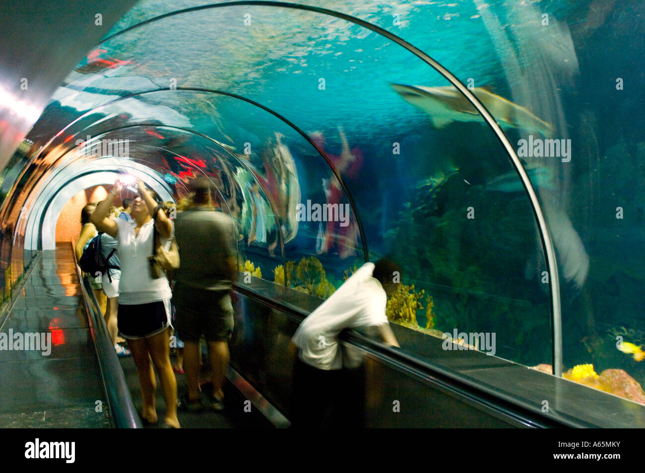 Tourists watching sharks from underwater glass viewing tube Shark ...