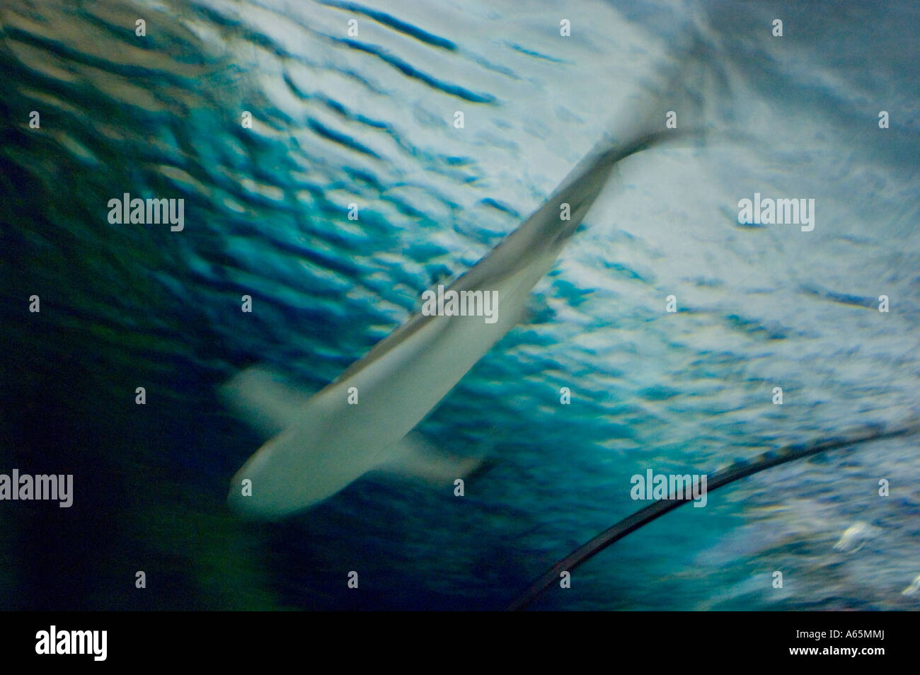 Shark swimming in the Shark Encounter pool at Sea World near San Diego ...