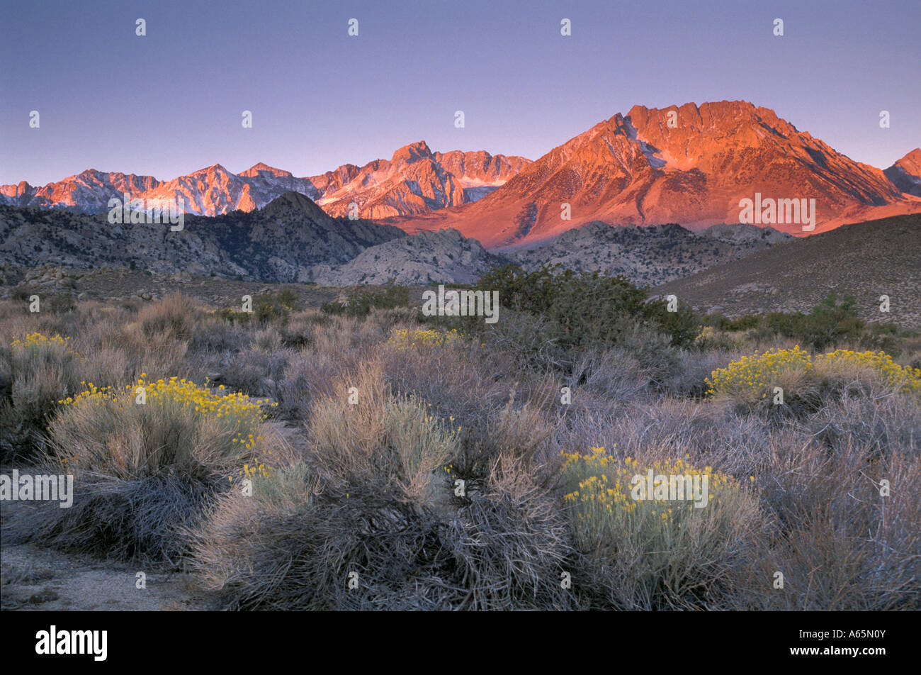Alpenglow at sunrise along the Sierra, Buttermilk Region, near Bishop ...
