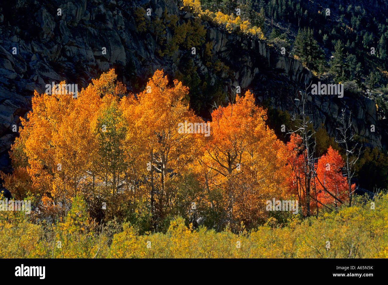 Fall foliage along the south fork hi-res stock photography and images ...