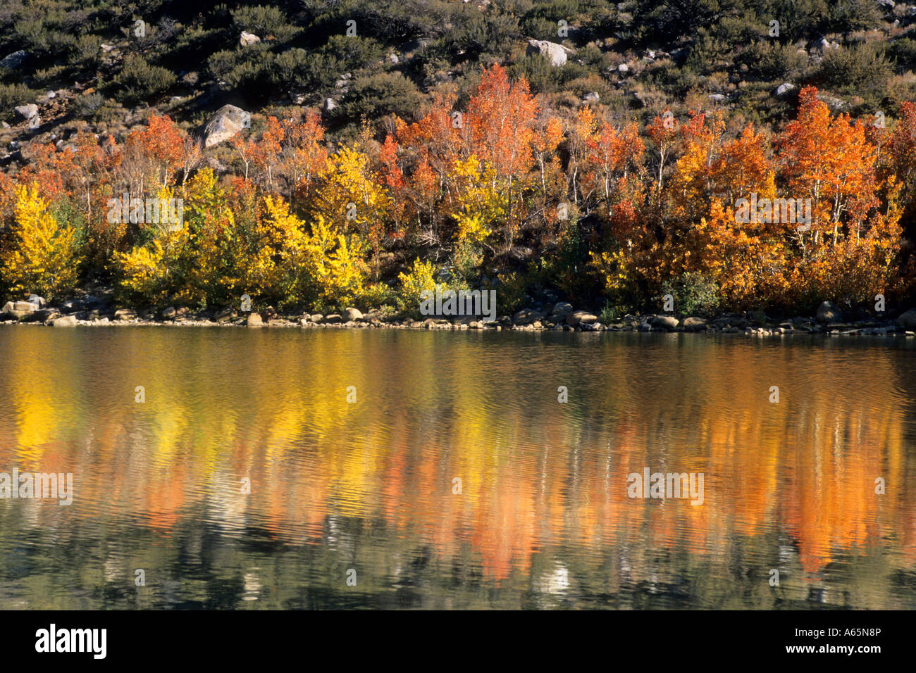 Fall colors reflected in North Lake, Bishop Creek, Eastern Sierra, near ...