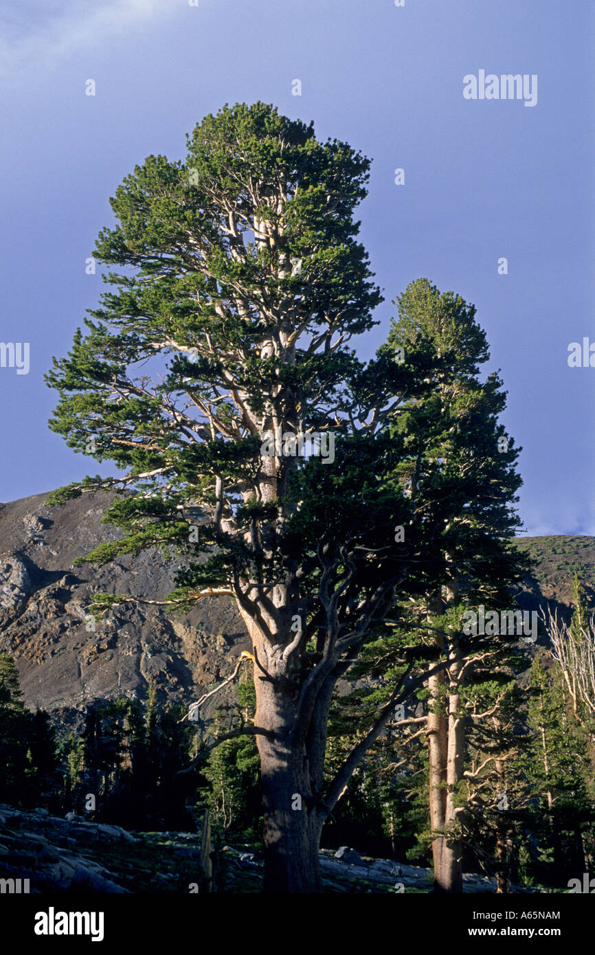 Whitebark pine trees yosemite hi-res stock photography and images - Alamy