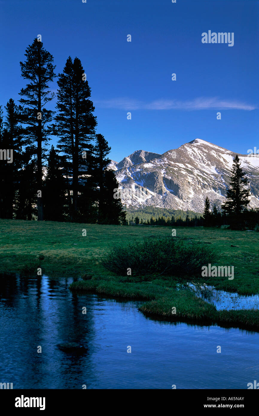 Mammoth Peak pine trees and alpine tarn pond, Tioga Pass, Yosemite ...