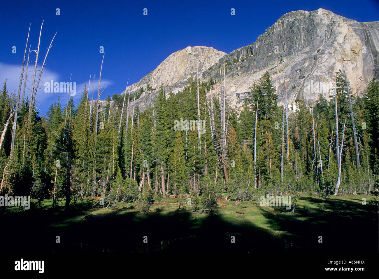 Granite mountains over forest, Tioga Pass Road, Yosemite National Park ...