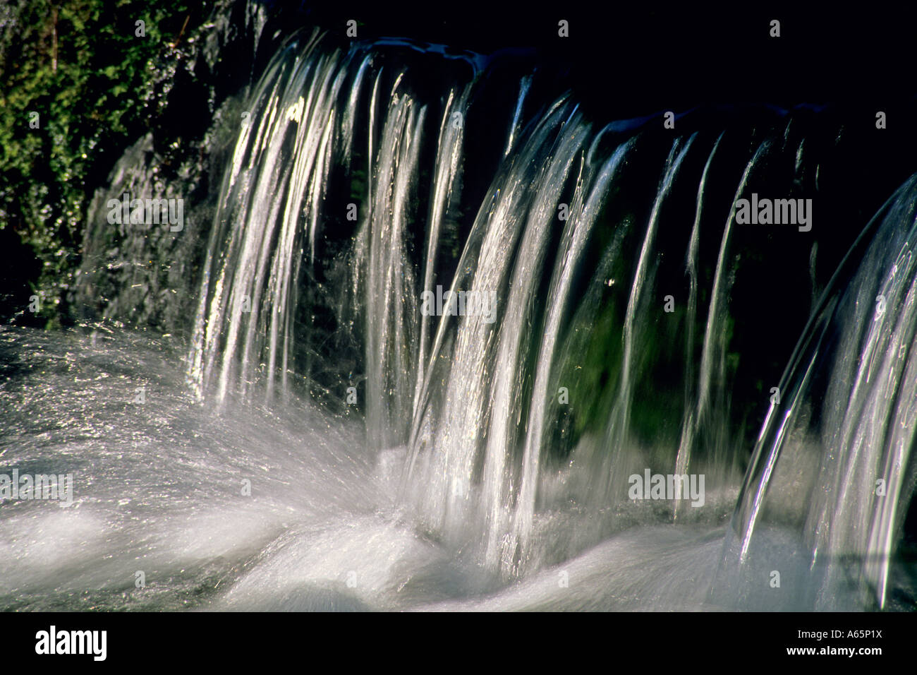 Detail Fern Spring in morning light Yosemite Valley Yosemite National ...