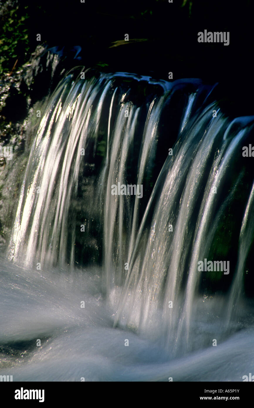 Detail Fern Spring in morning light Yosemite Valley Yosemite National ...