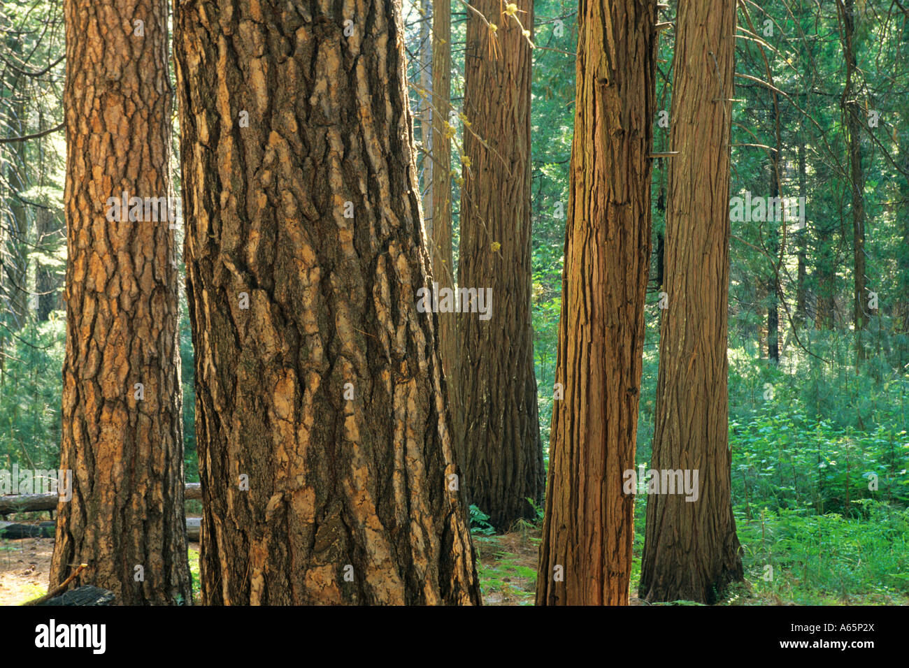 Pine tree grove Yosemite Valley Yosemite National Park CALIFORNIA Stock ...
