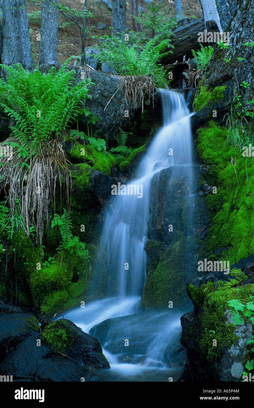 Ferns and moss along cascade in spring above Yosemite Valley Yosemite ...