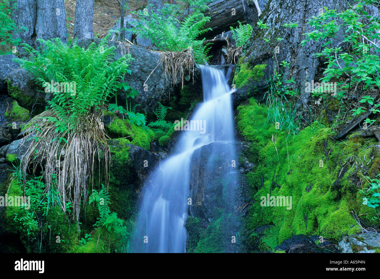 Ferns and moss along cascade in spring above Yosemite Valley Yosemite ...