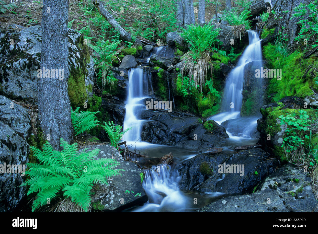 Ferns and moss along cascade in spring above Yosemite Valley Yosemite ...