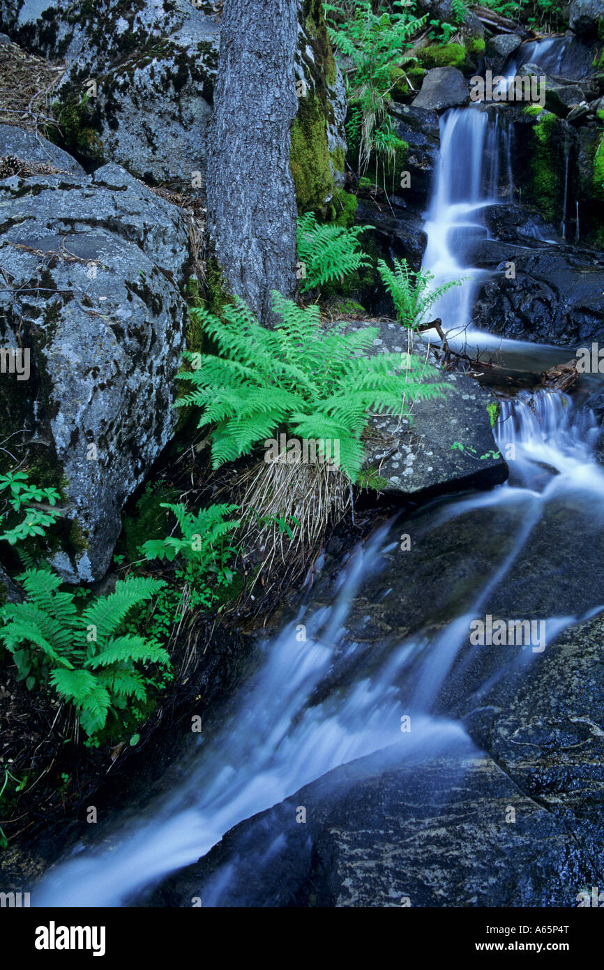 Ferns and moss along cascade in spring above Yosemite Valley Yosemite ...