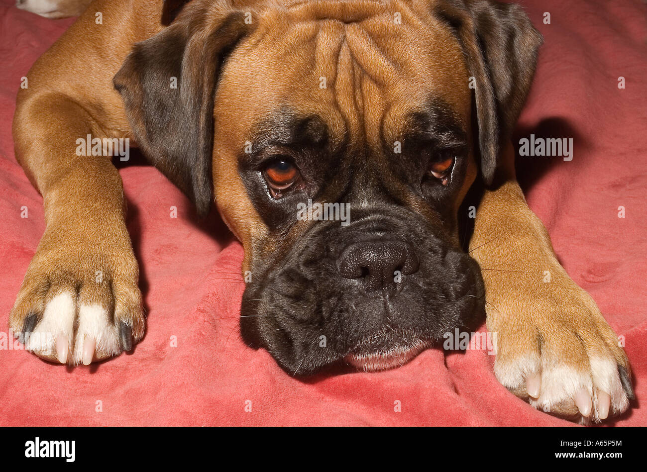 Boxer dog looking sad Stock Photo - Alamy