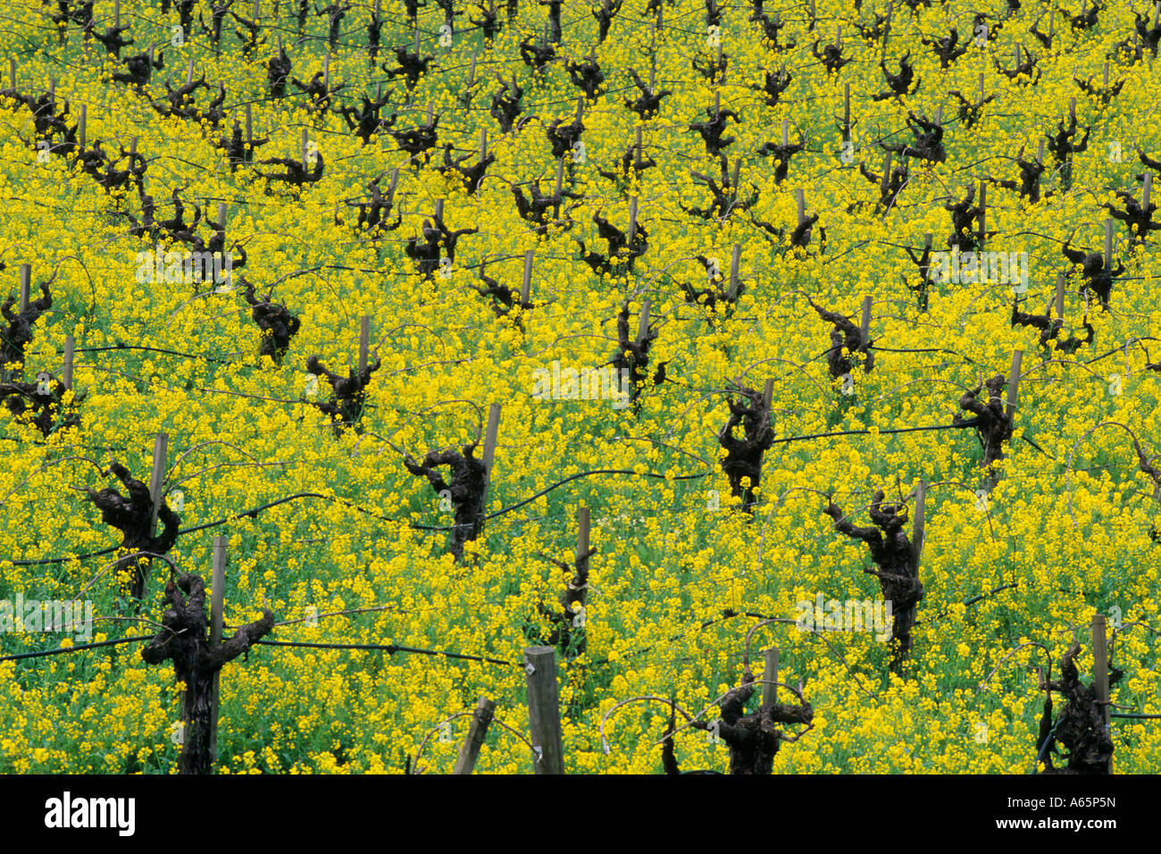 Barren grape vines in field of mustard in spring Silverado Trail Napa ...