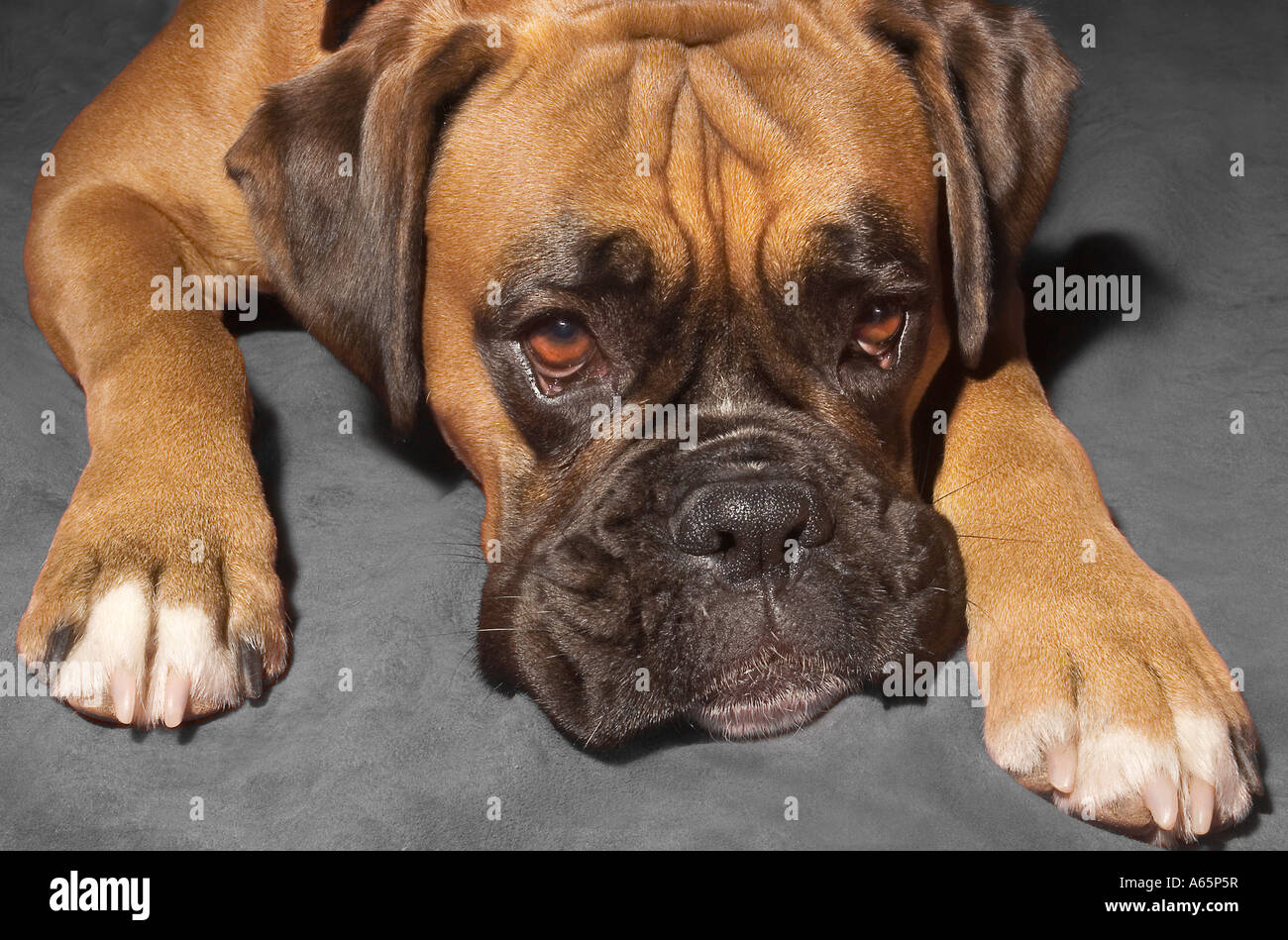 Boxer dog looking sad Stock Photo - Alamy