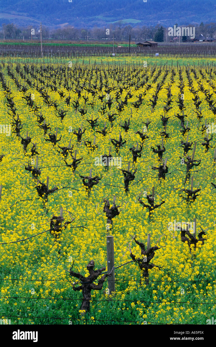 Barren grape vines in field of mustard in spring Silverado Trail Napa ...