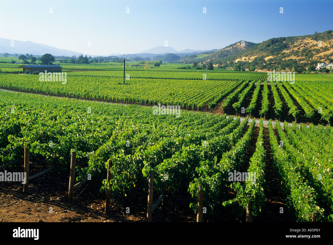 Vineyards in spring near Oakville Cross Road Napa Valley Napa County ...
