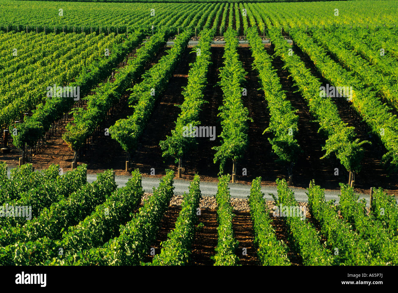 Vineyards In Spring Near Oakville Cross Road Napa Valley Napa County