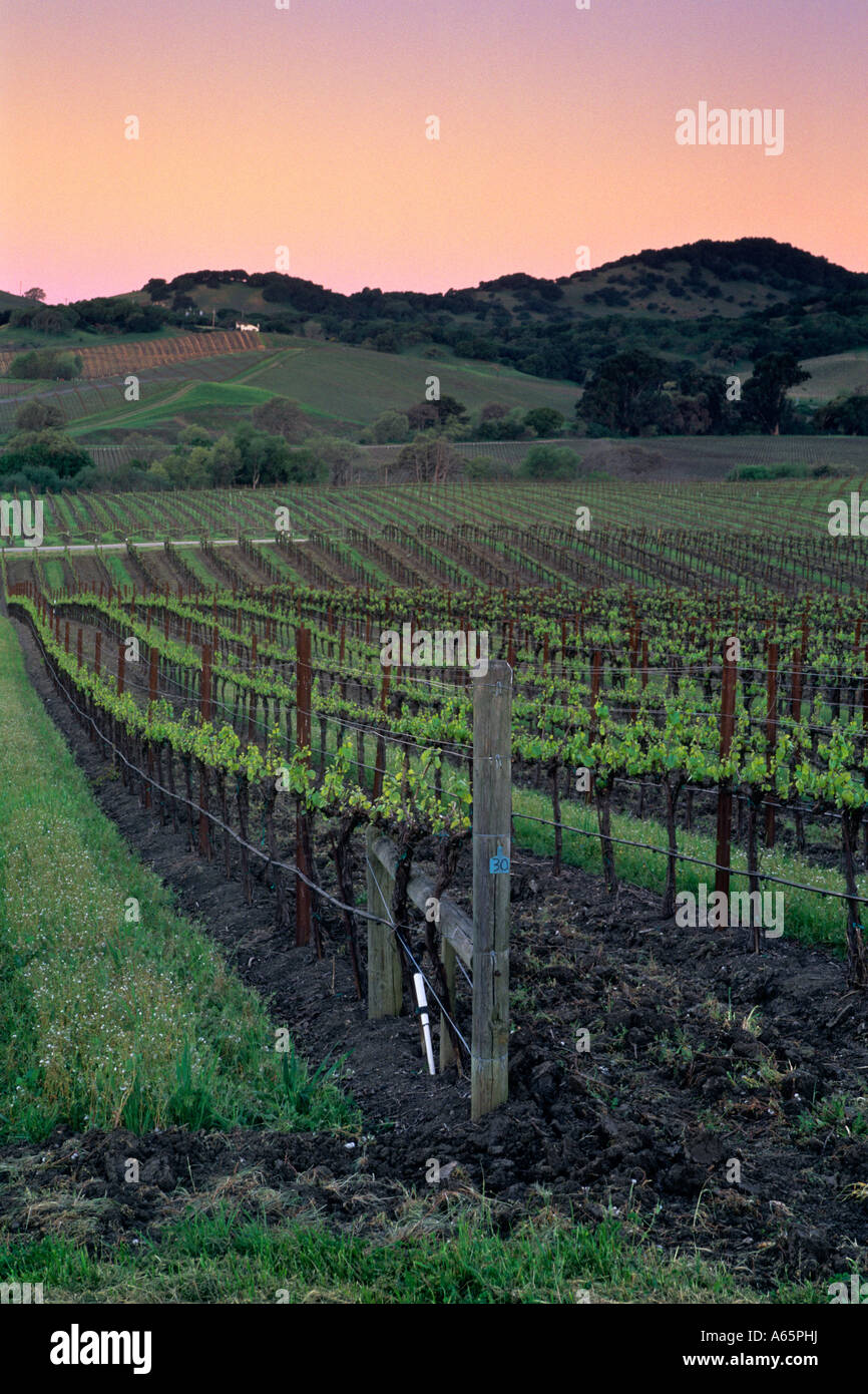 Dawn over vineyard Carneros Region Napa County California Stock Photo ...