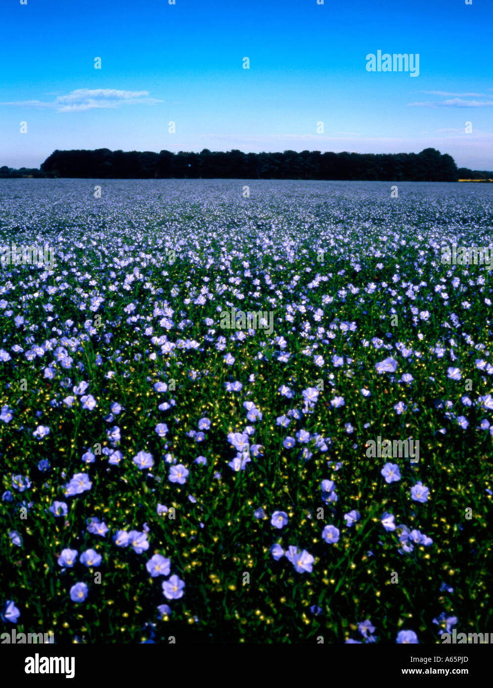Field of linseed flowers Stock Photo - Alamy