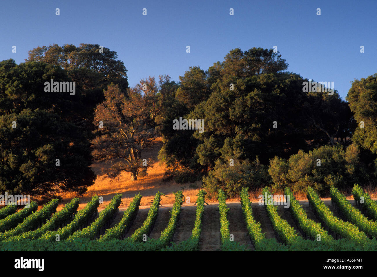 Sunset on oak trees and vineyards in the Carneros Region Napa County ...