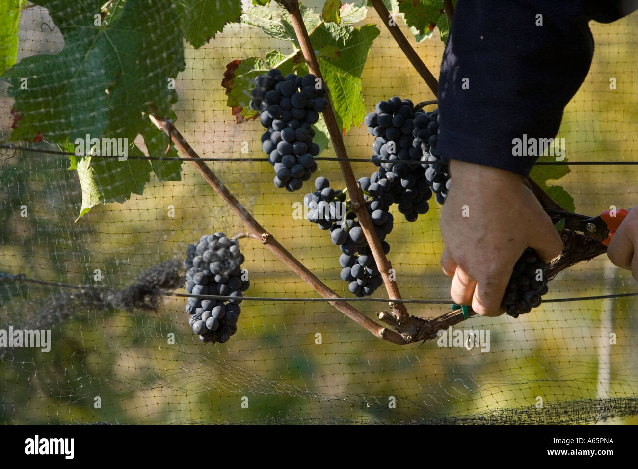 Picking grapes in harvest for red wine Stock Photo - Alamy