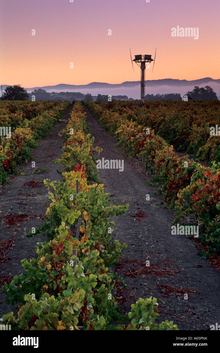 Sunrise in the Carneros Region Napa Valley Napa County California Stock ...