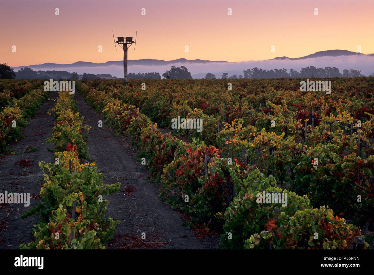 Sunrise in the Carneros Region Napa Valley Napa County California Stock ...