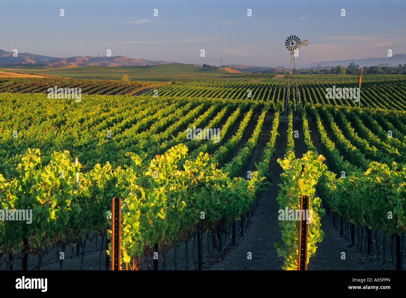 Morning light and windmill over vineyards in the Carneros Region Napa ...