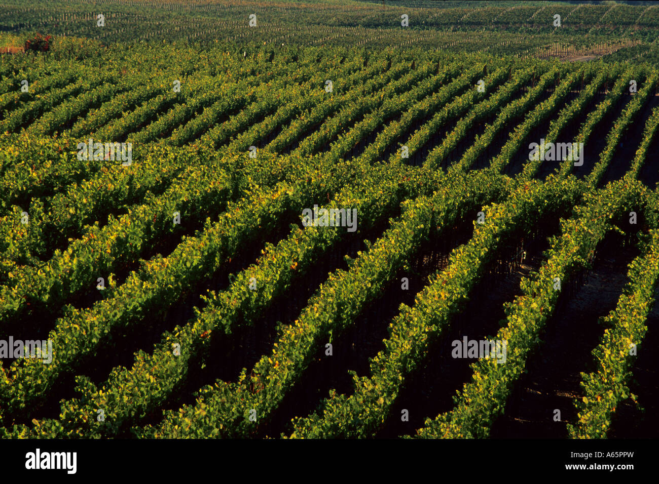 Morning light on vineyards in the Carneros Region Napa Valley Napa ...