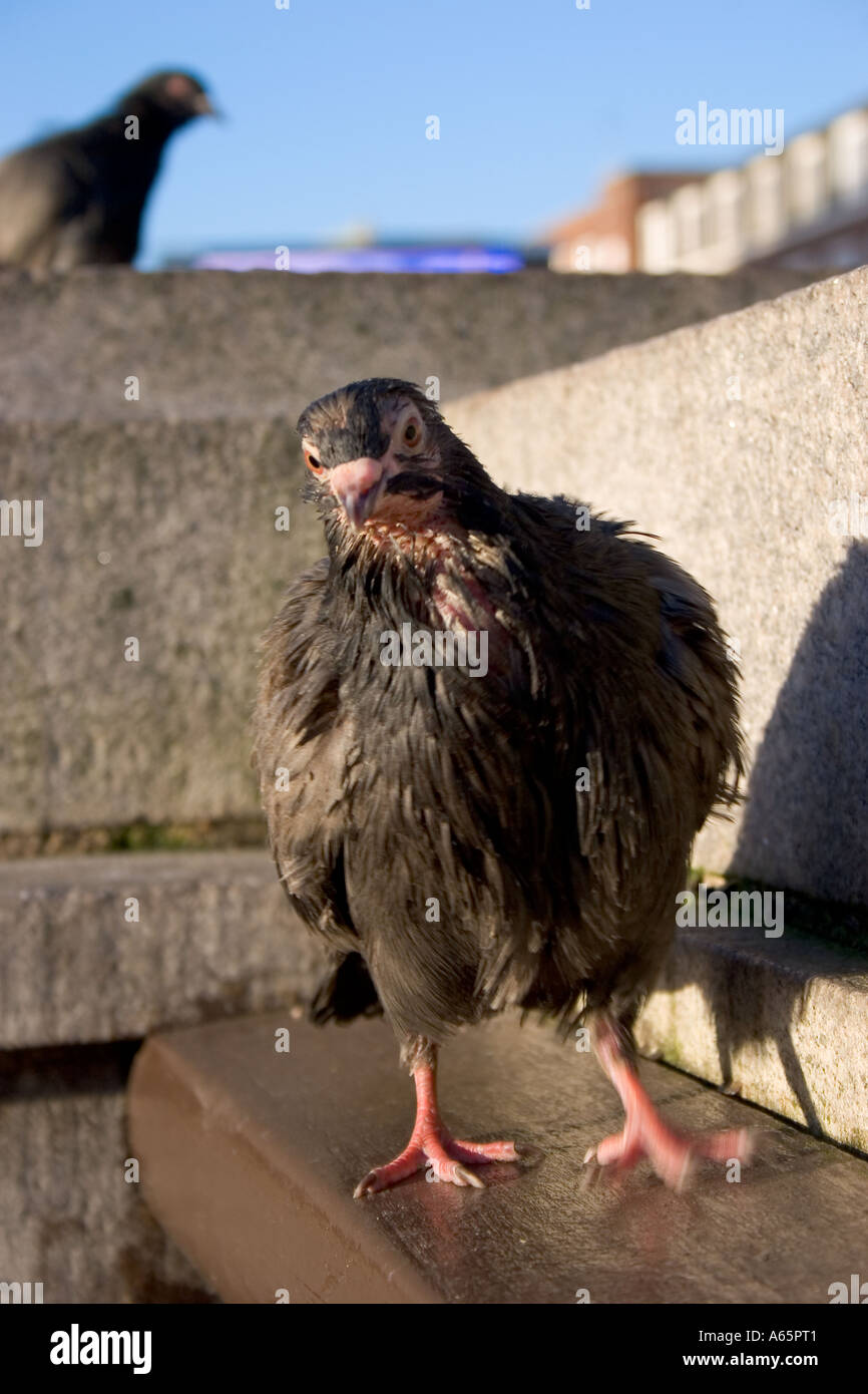 Scruffy pigeon hi-res stock photography and images - Alamy
