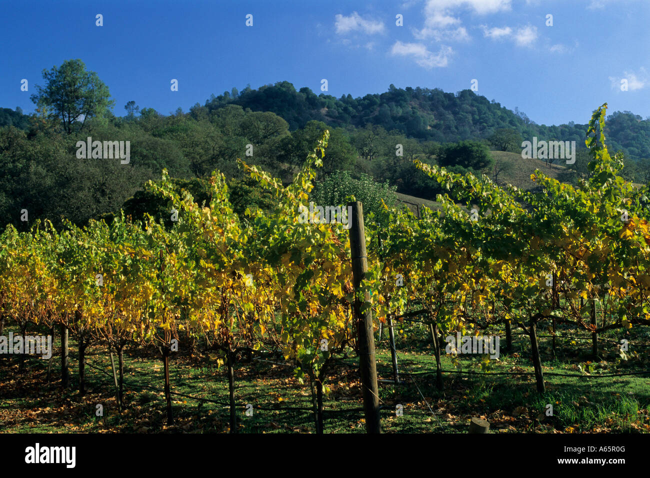 Vineyards RustRidge Ranch and Winery Lower Chiles Valley Road Chiles ...