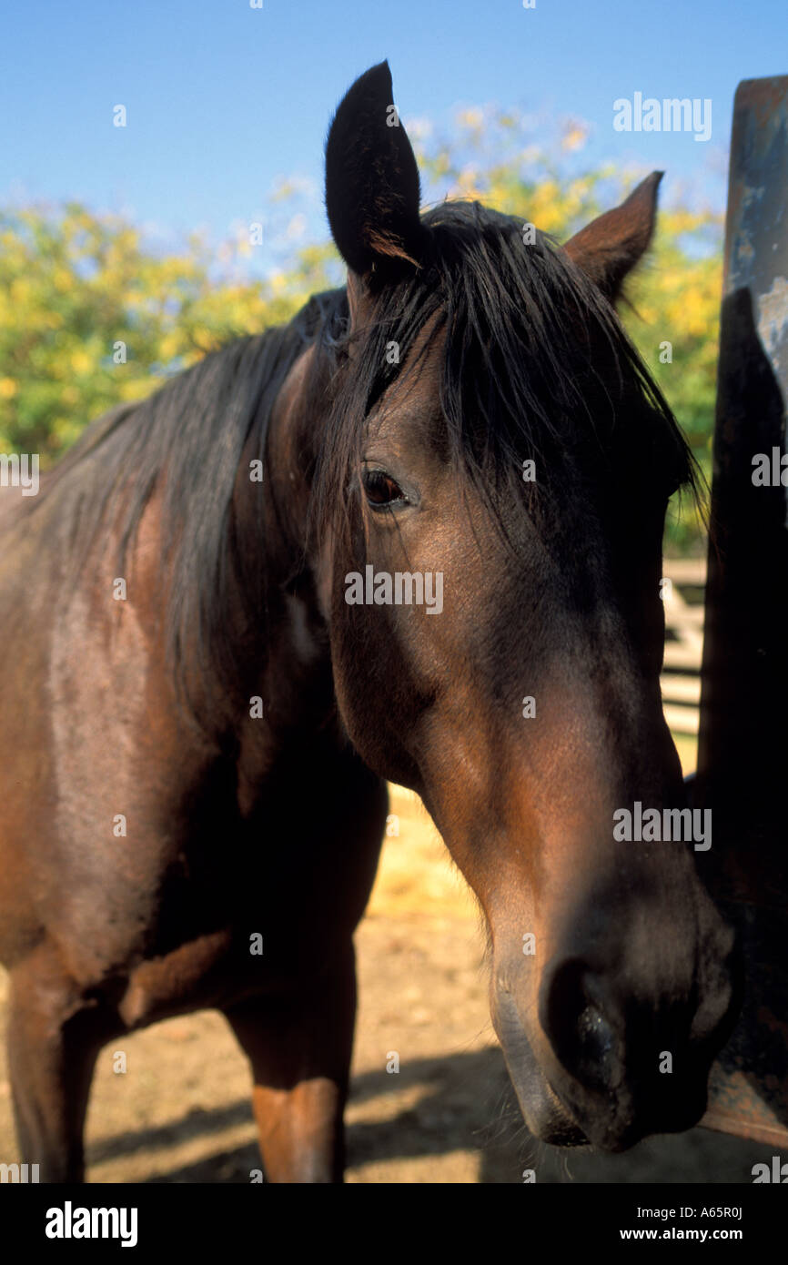 Horse RustRidge Ranch and Winery Lower Chiles Valley Road Chiles Valley ...