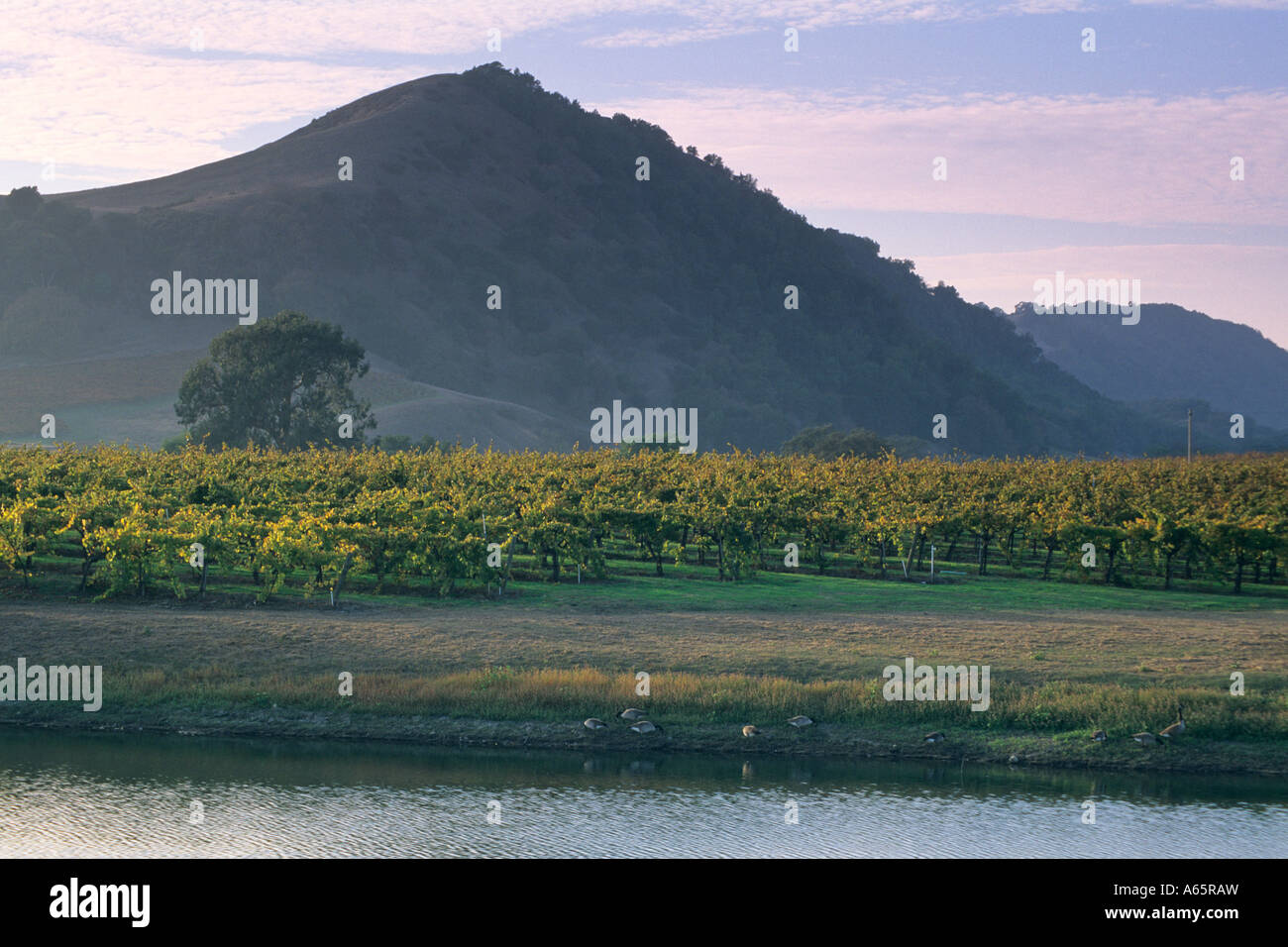 Carneros hills hi-res stock photography and images - Alamy