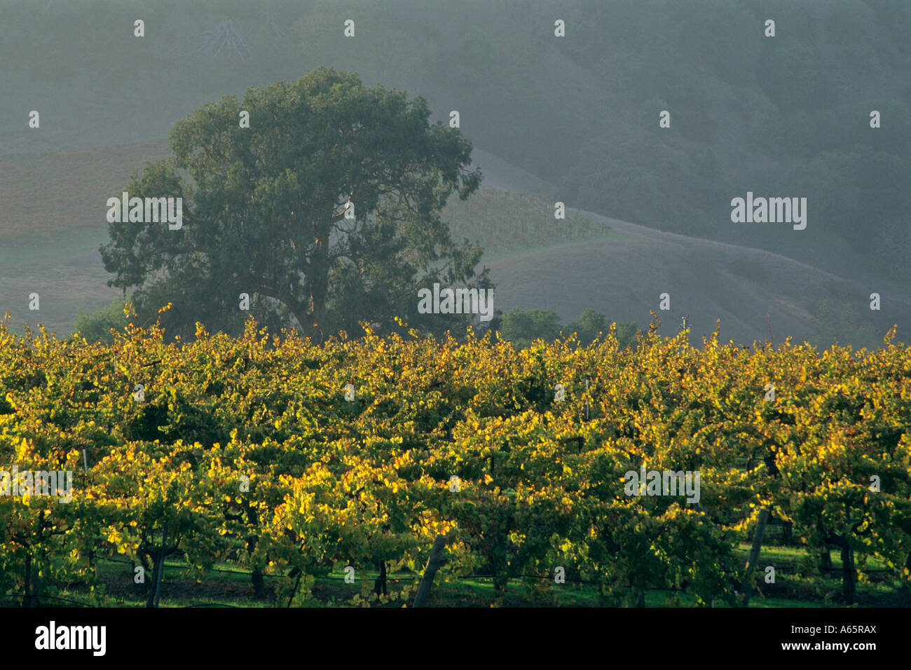 Oak tree and vineyards in the Carneros Region Napa County California ...