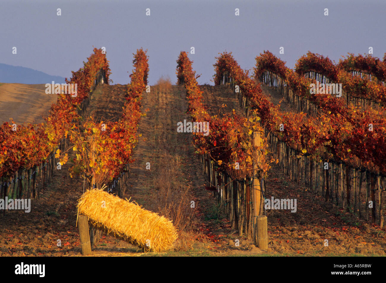 Vineyards and hay bale Carneros Region Napa County California Stock ...