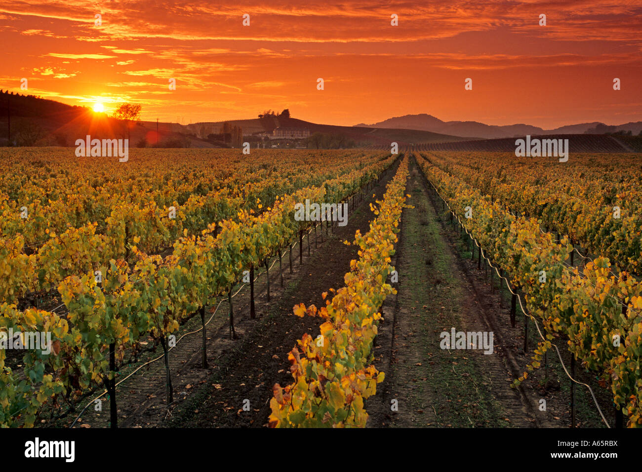 Vineyards and sunset Carneros Region Napa County California Stock Photo ...