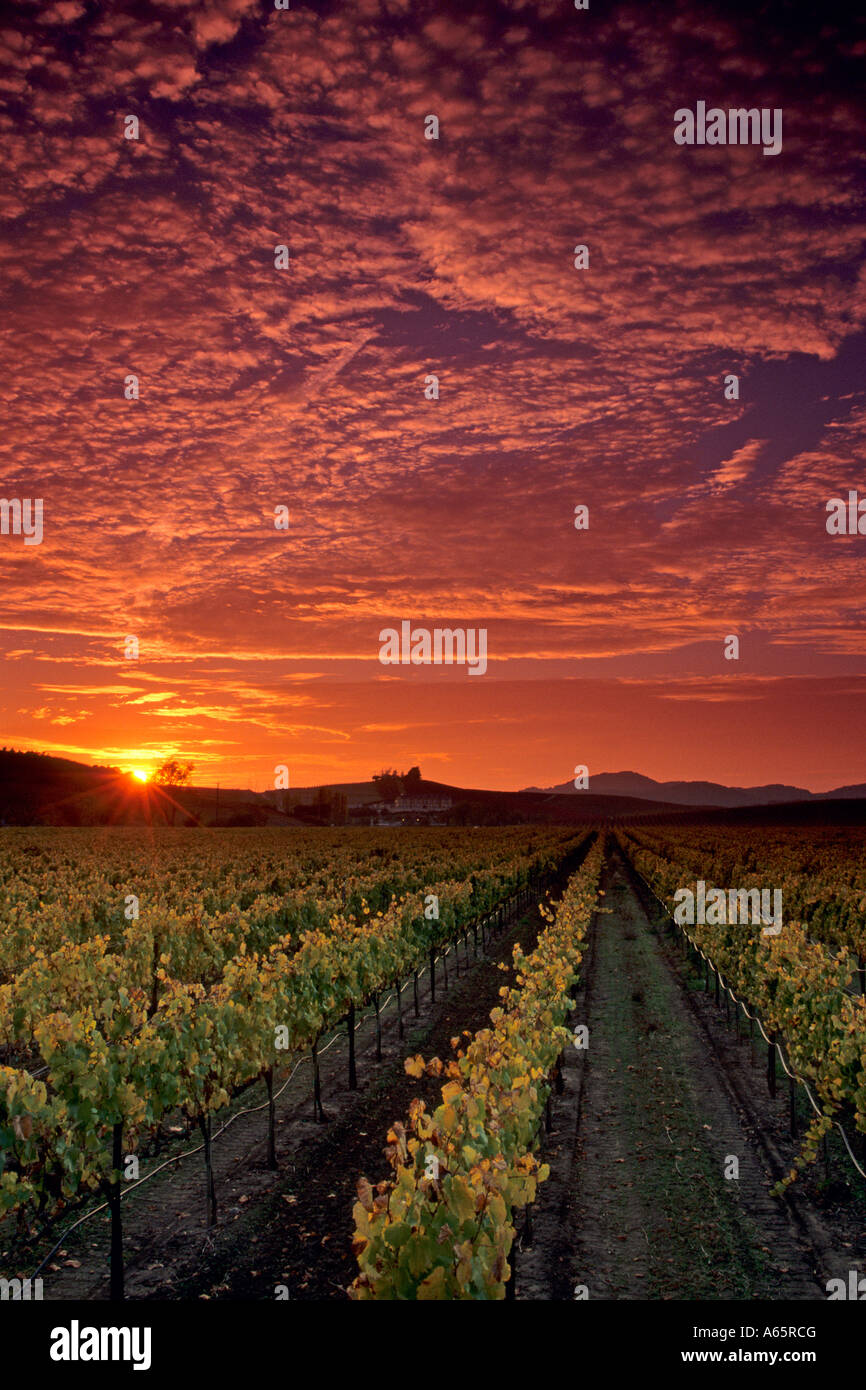 Carneros region hi-res stock photography and images - Alamy