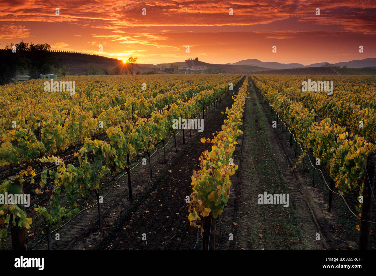 Vineyards and sunset Carneros Region Napa County California Stock Photo ...
