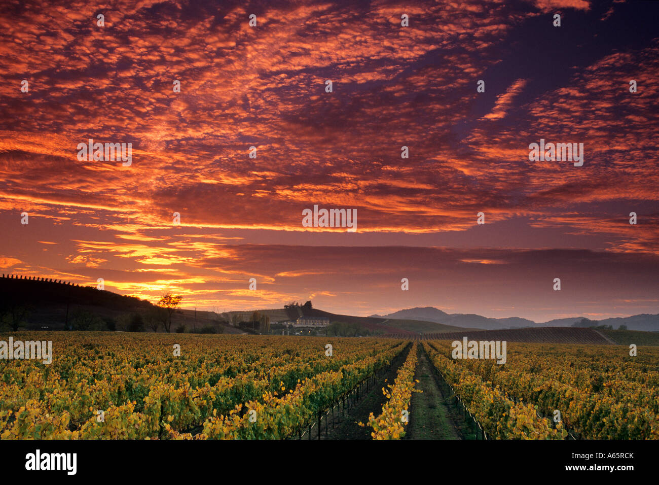 Vineyards and sunset Carneros Region Napa County California Stock Photo ...
