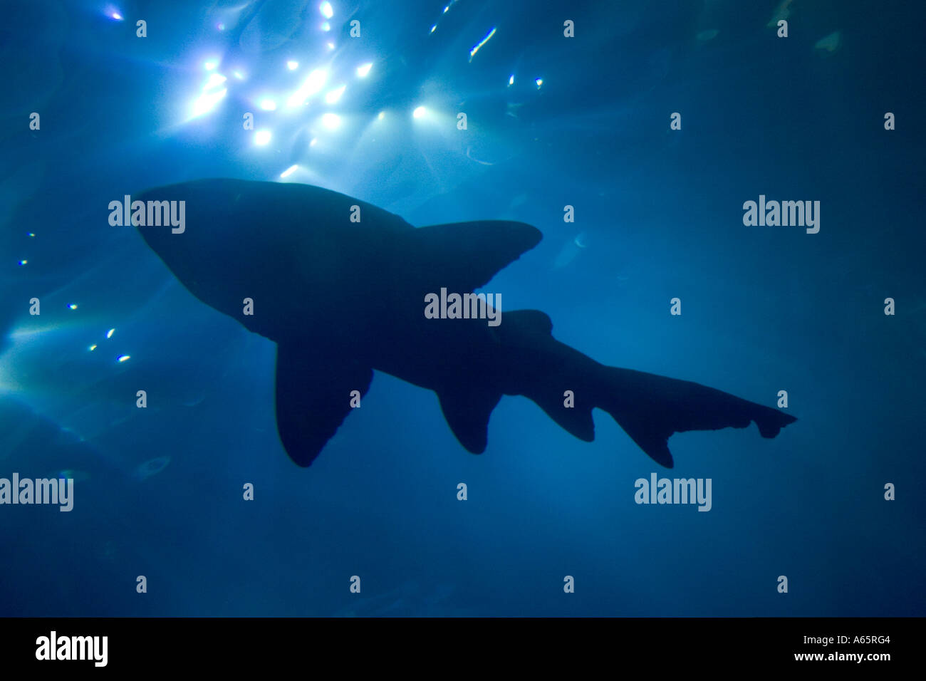 Shark swimming overhead Stock Photo - Alamy