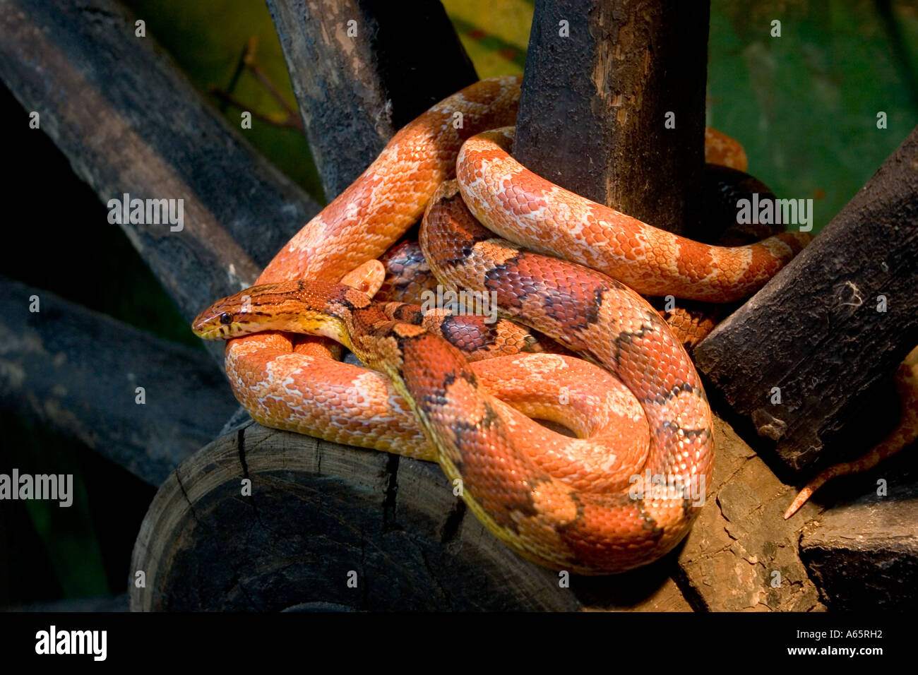 Cornsnake hi-res stock photography and images - Alamy
