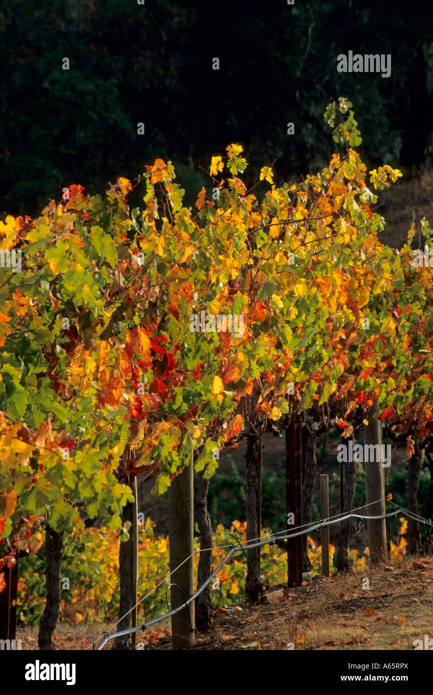 Grape vines at Hanna Vineyards Alexander Valley Sonoma County ...