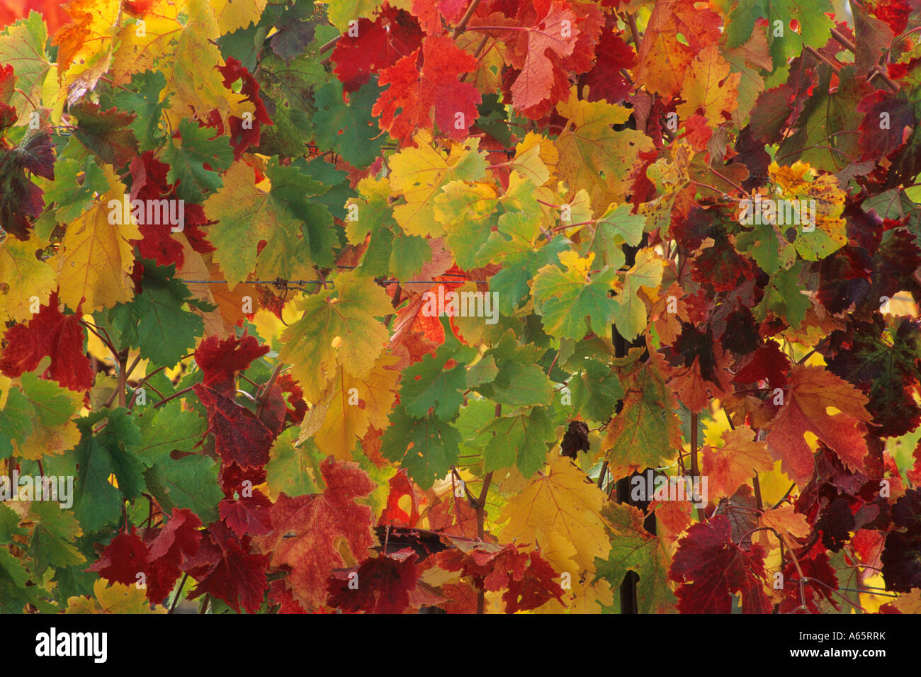 Grape leaves on vines in fall Hanna Vineyards Alexander Valley Sonoma ...