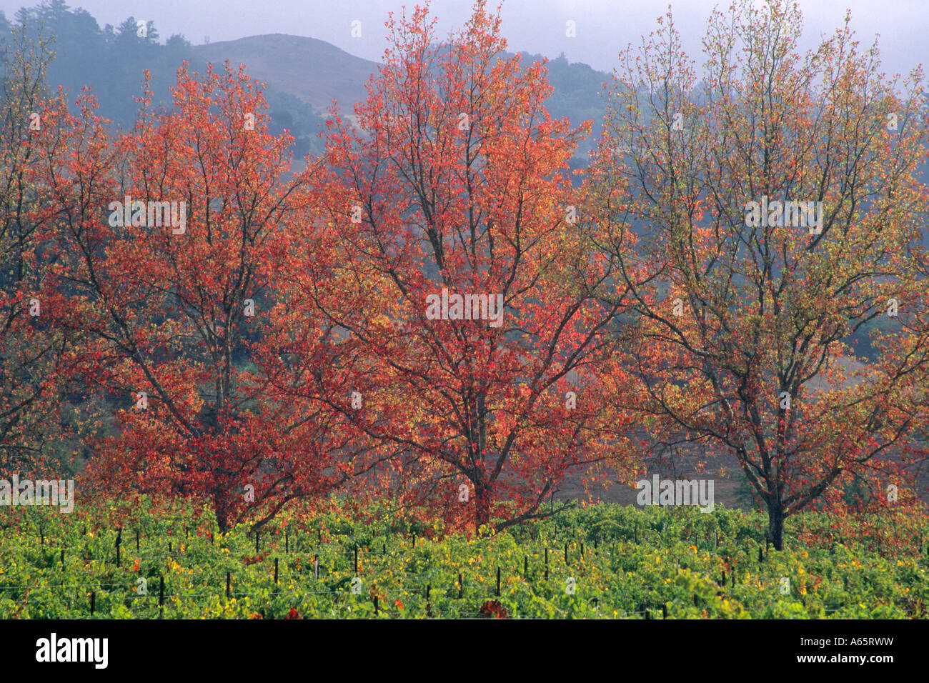 Trees in fall over vineyard in the Alexander Valley Sonoma County ...