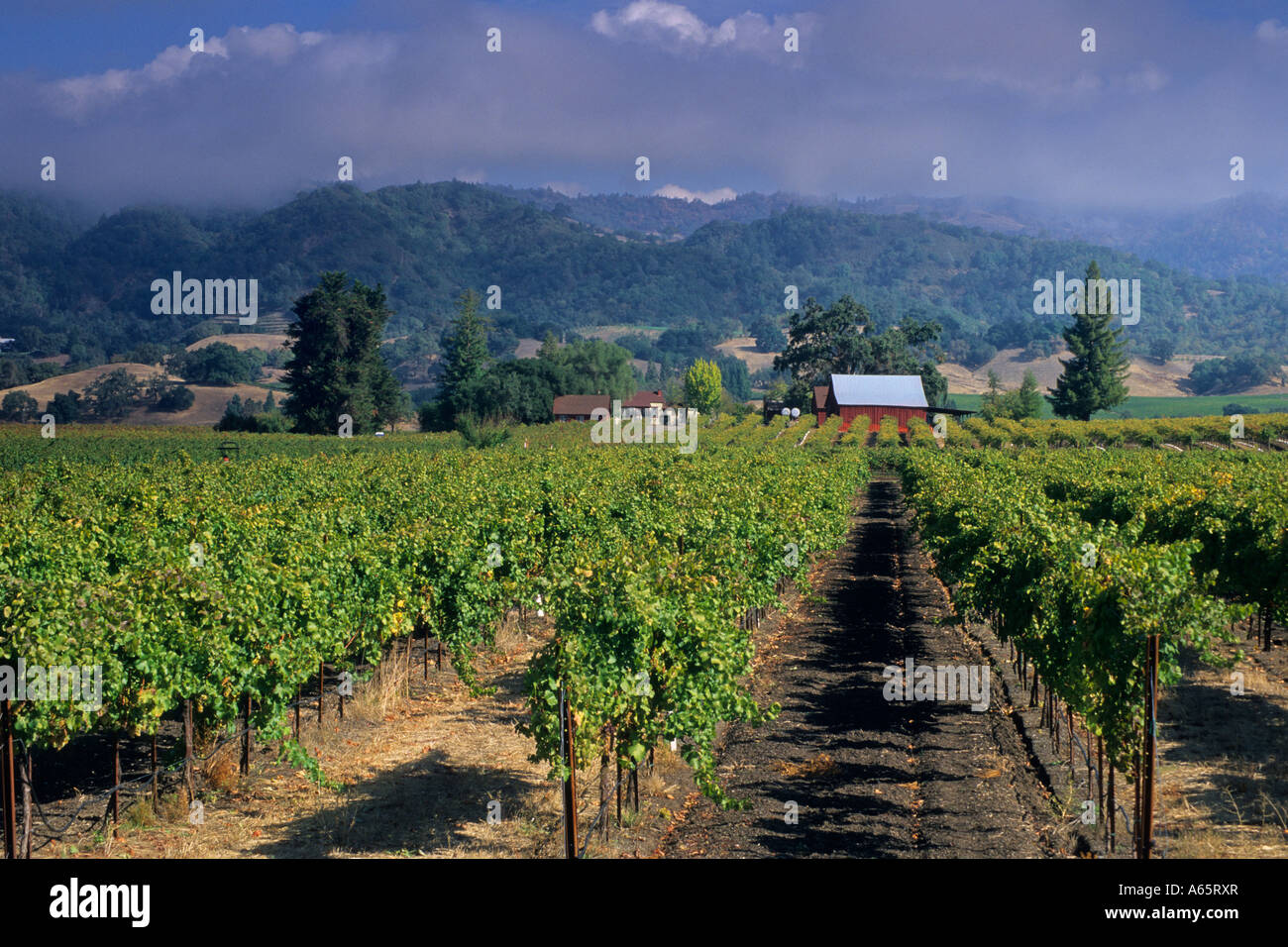 Vineyards and hills at Silver Oak Cellars Alexander Valley Sonoma ...