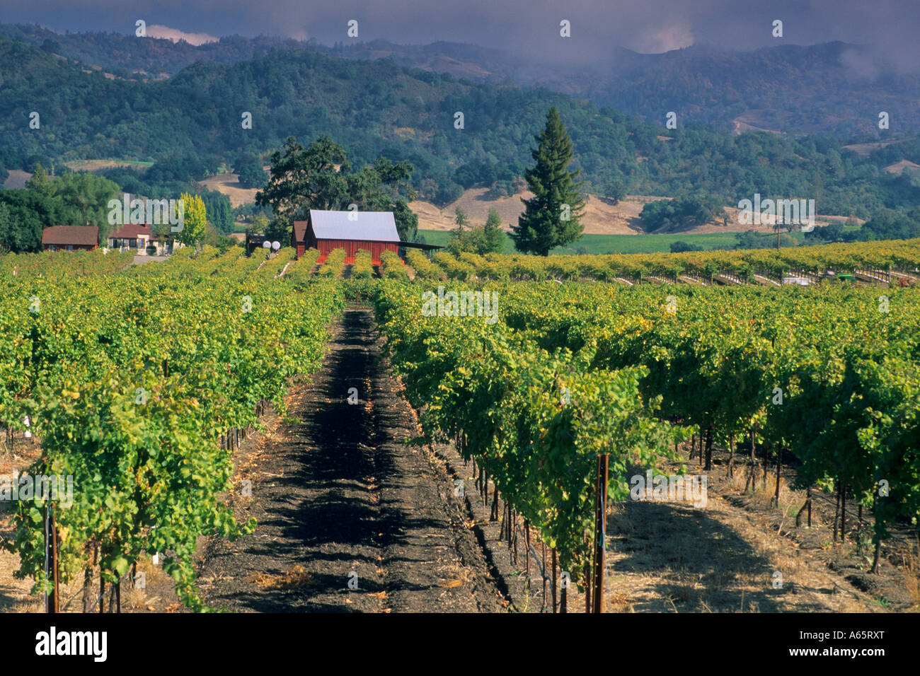Vineyards and hills at Silver Oak Cellars Alexander Valley Sonoma ...