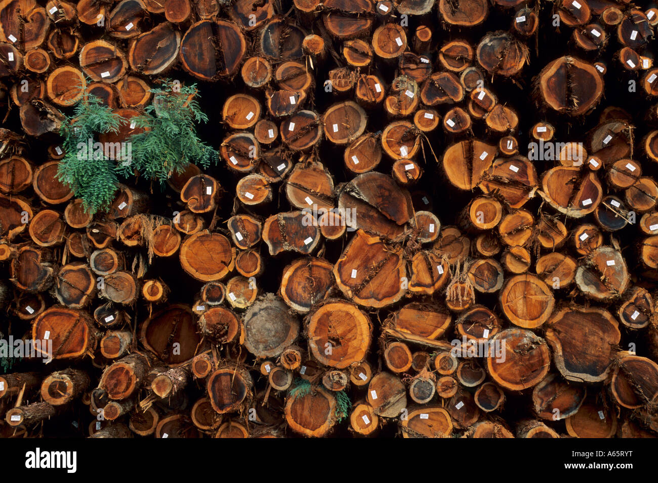 Cut redwood trees in stacked piles lumbermill near Cloverdale Sonoma ...