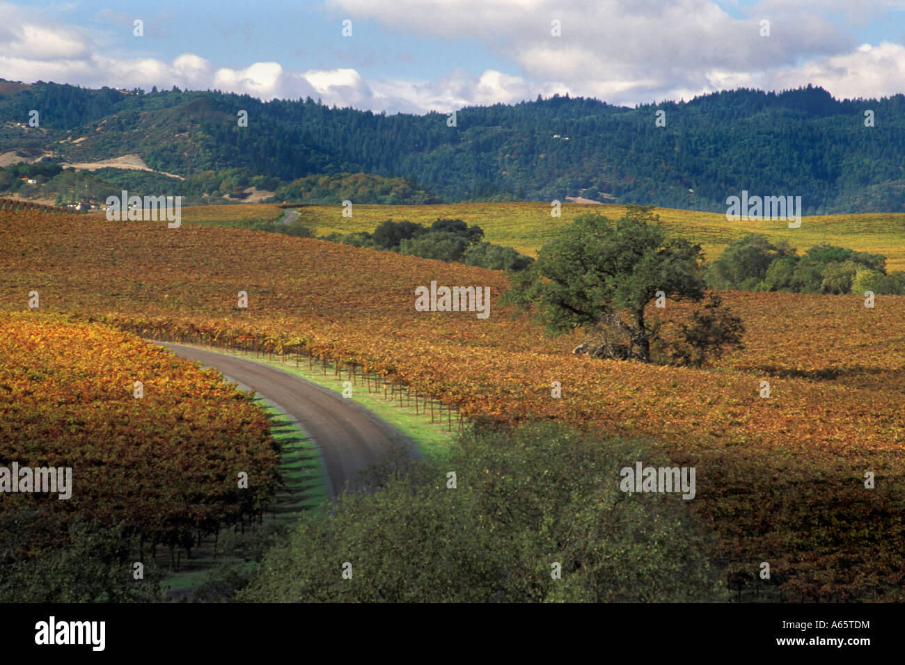 Silver oak winery hi-res stock photography and images - Alamy